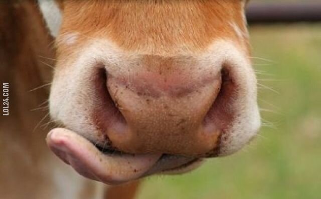 Krowi mocz konkurencją dla pepsi